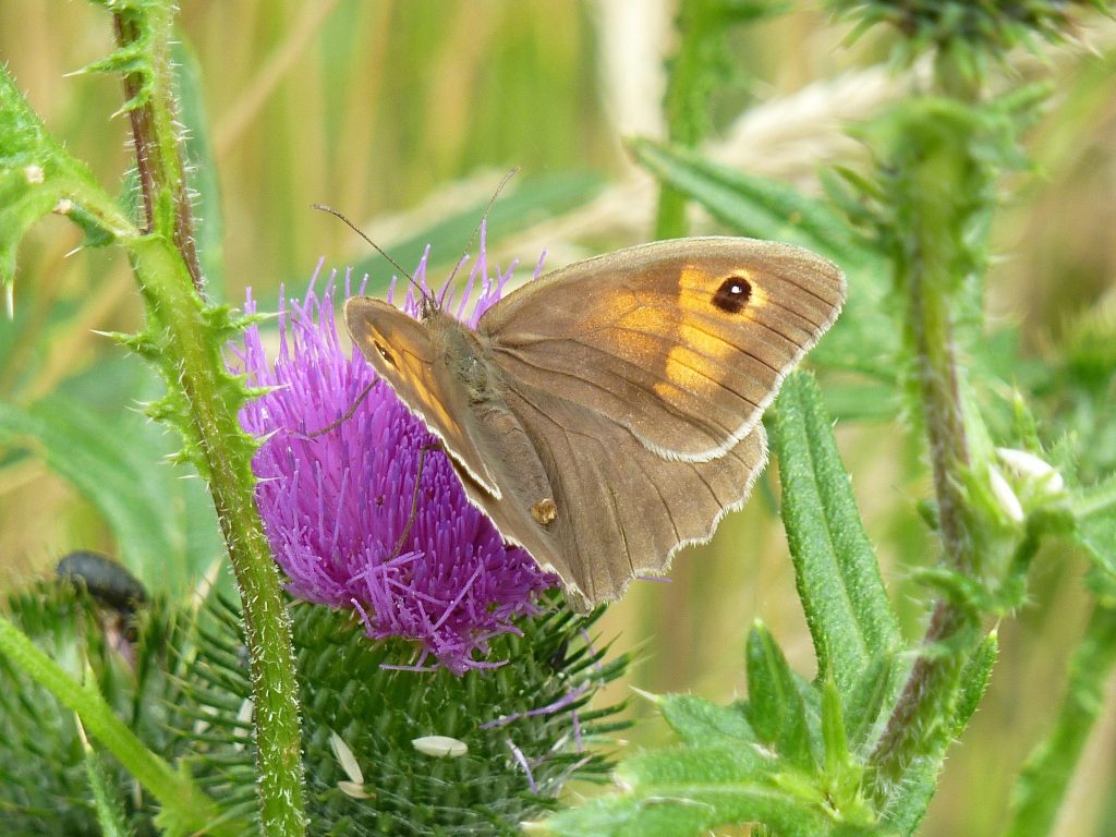 Unsere häufigsten heimischen Insektenarten - NABU Bochum